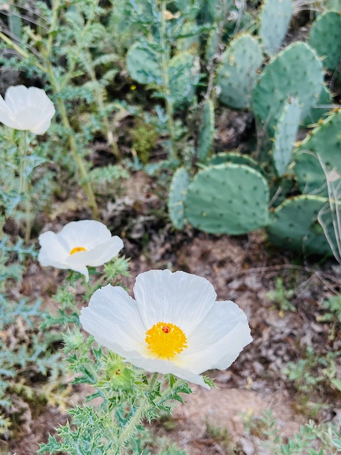 kickapoo springs – so secret, occult, and concealed