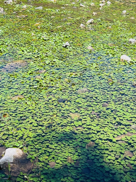 kickapoo springs – so secret, occult, and concealed